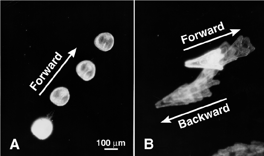 Forward C Backward C Logo