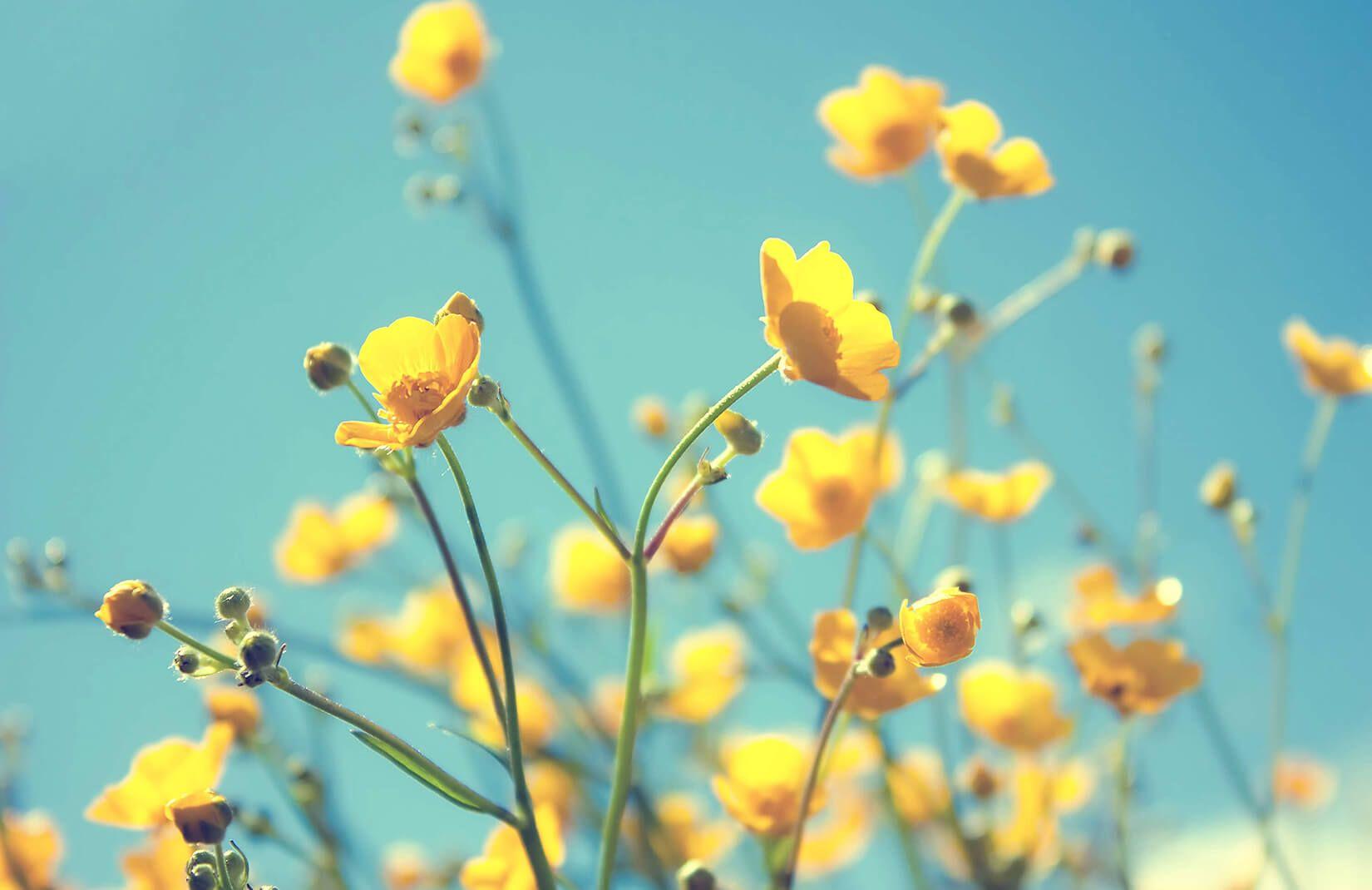 Blue And Yellow Flower Logo