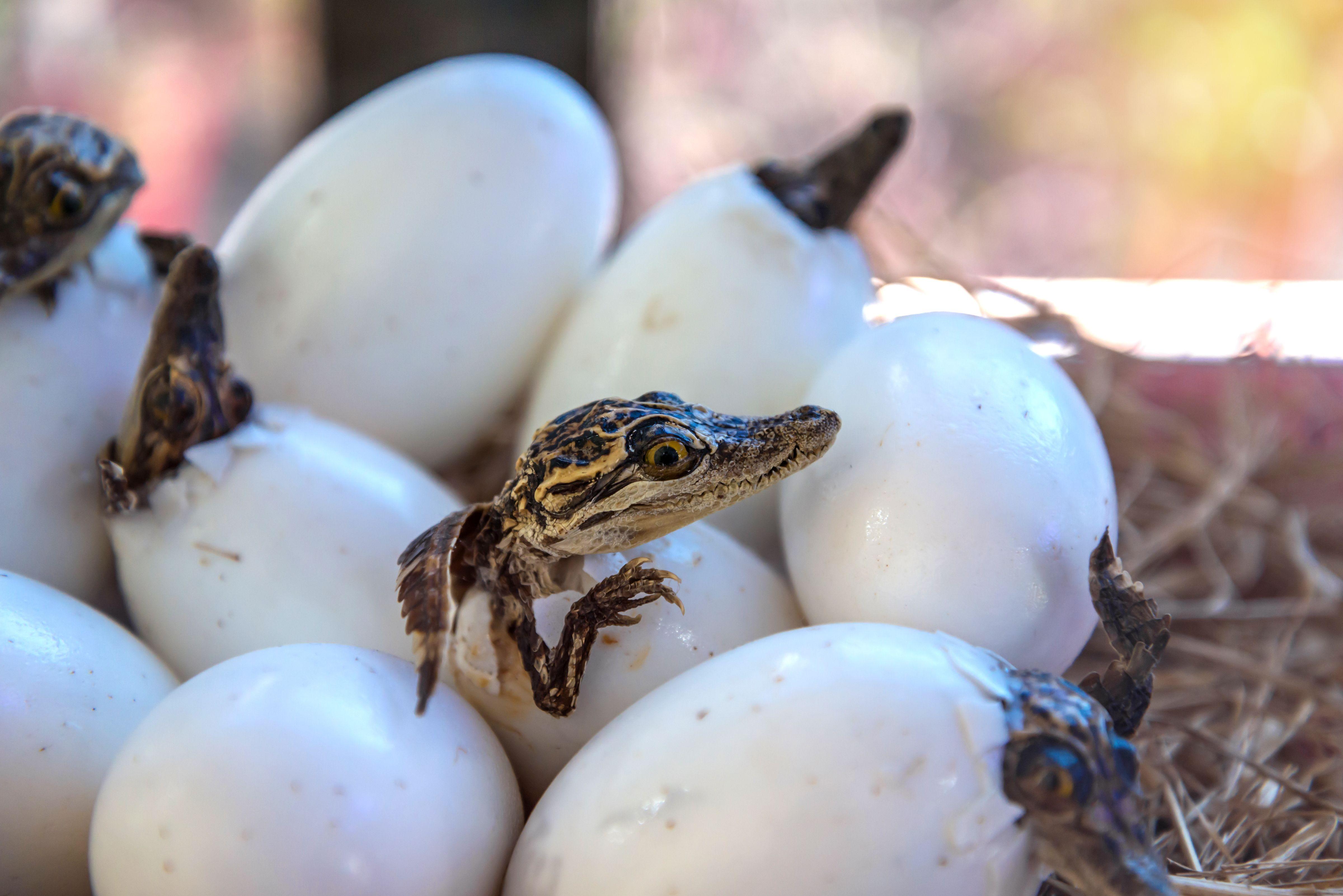 Reptile Egg Logo