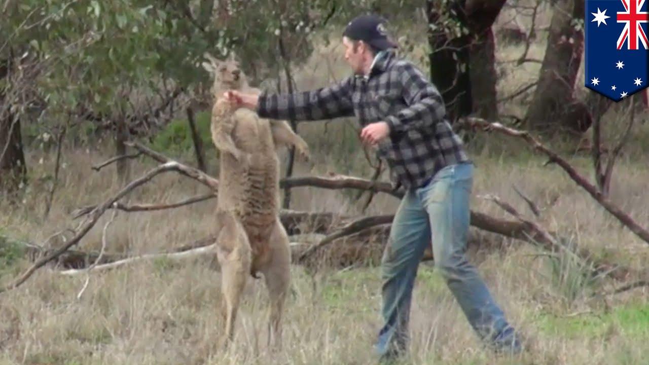 The Fighting Kangaroos Logo